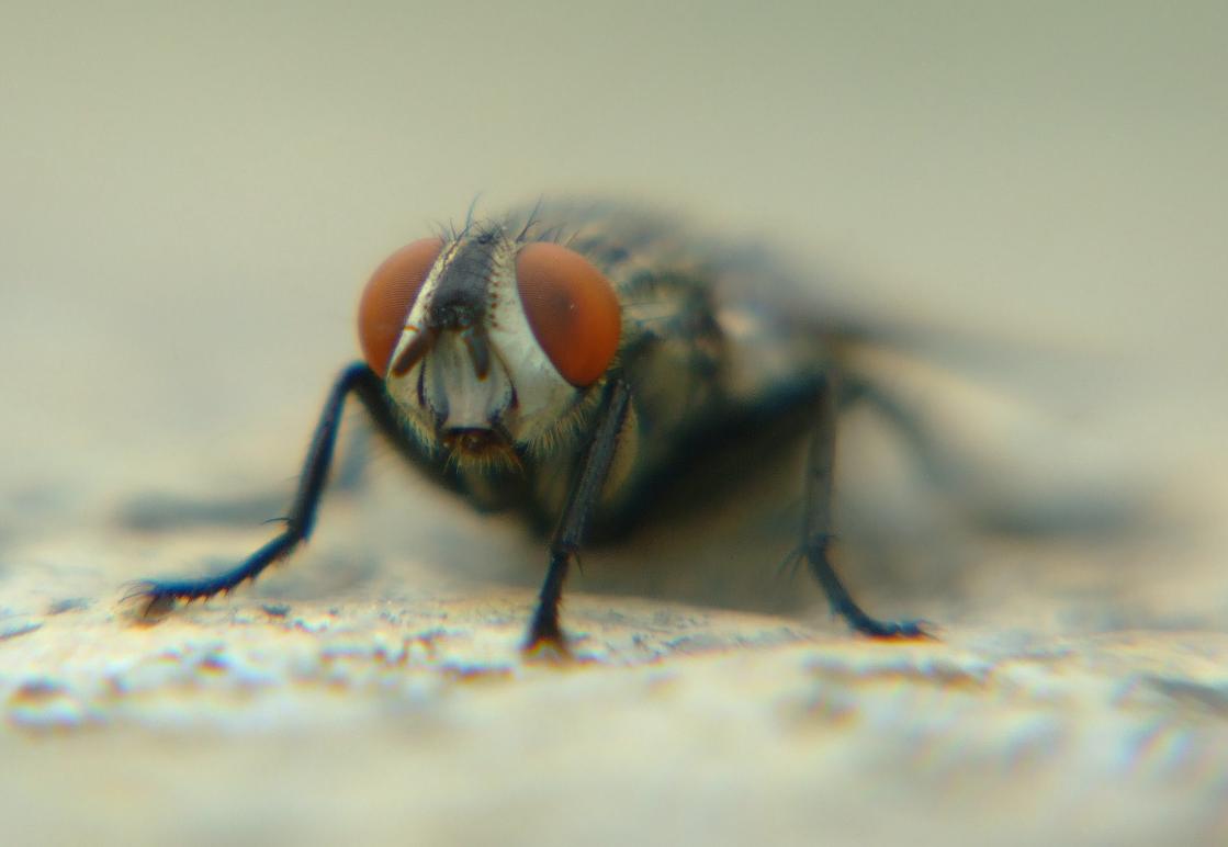 What does it feel like to swat a fly to death with your bare hands? Why ...