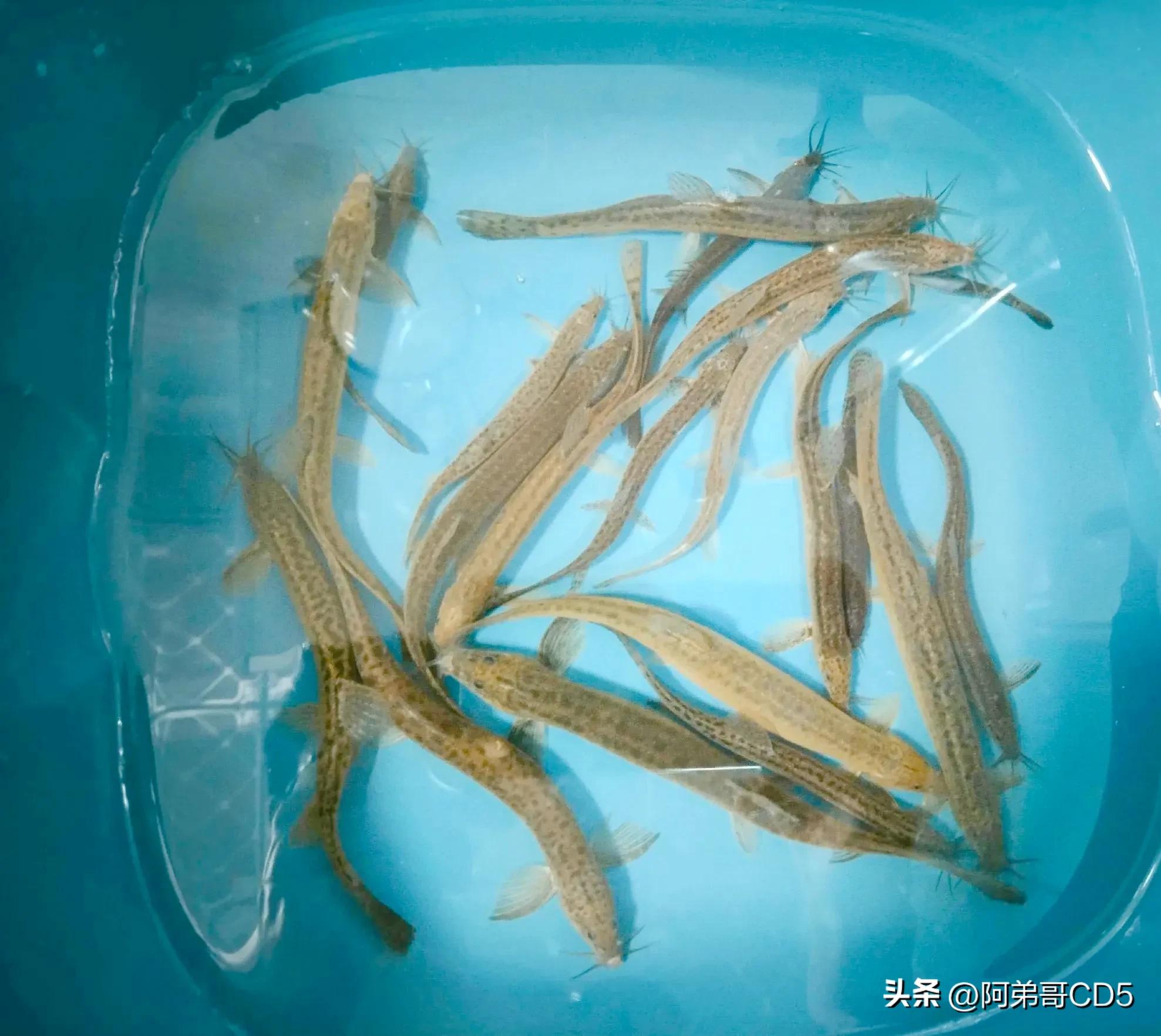 This is the first time I made loach soup. I heard that it is very ...