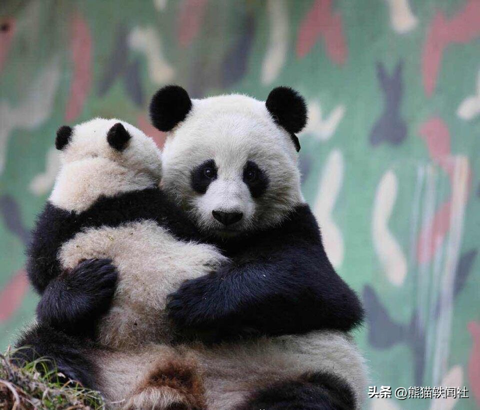 She is the giant panda Hua Jiao, the younger sister of the released ...