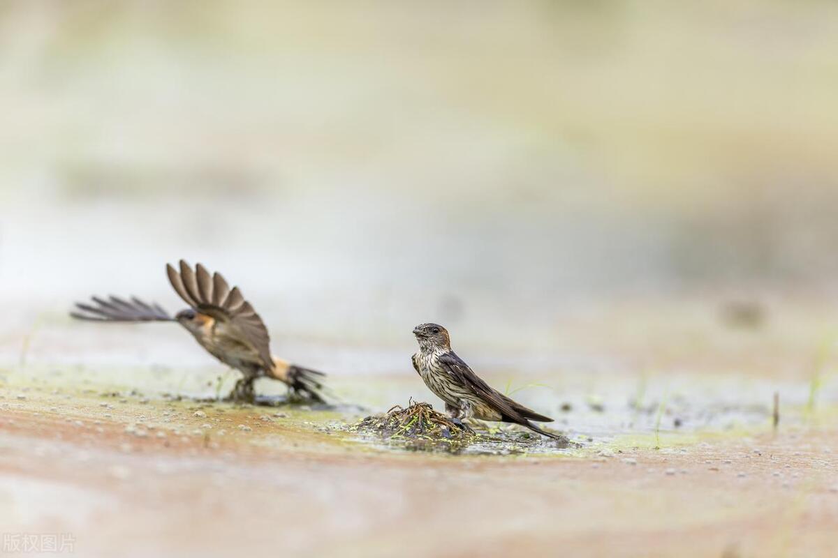 [Original] Prose Spring Swallows Are Back and Busy Building Nests - iMedia