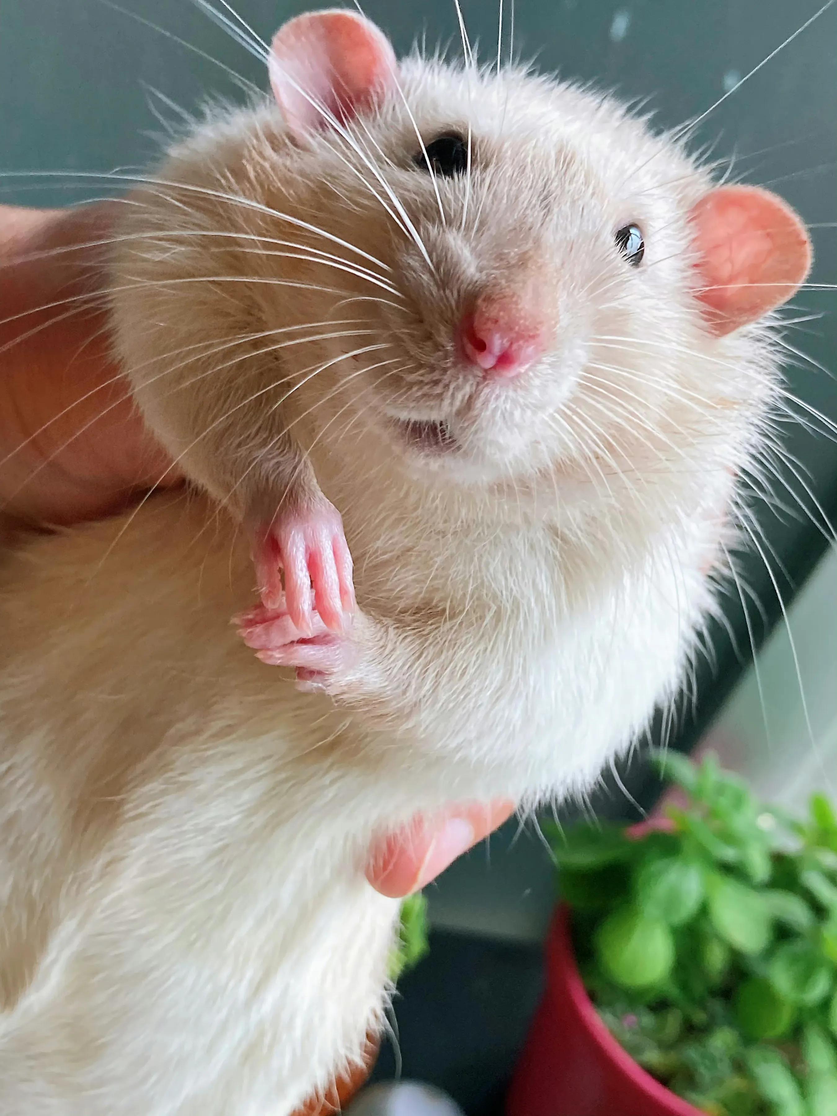 The story of the mouse that crossed the street and finally became a ...