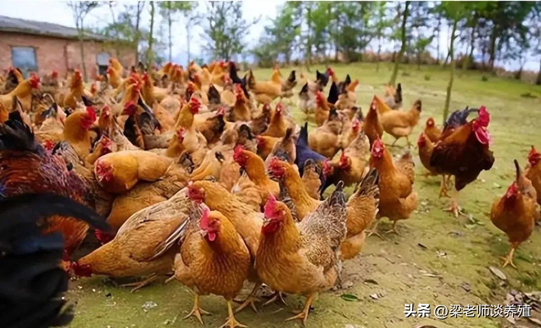 Chickens raised in rural areas get chicken plague, and feeding them ...