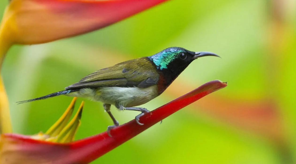 Birds' flight patterns and living habits seen from wings, beaks and ...