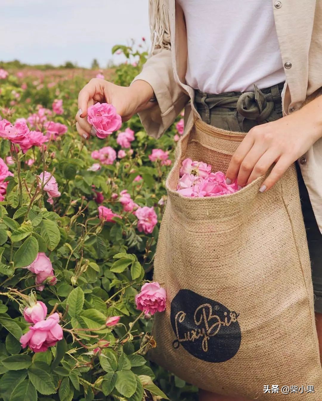 Popular science, how to distinguish the "three rose sisters" rose, rose ...