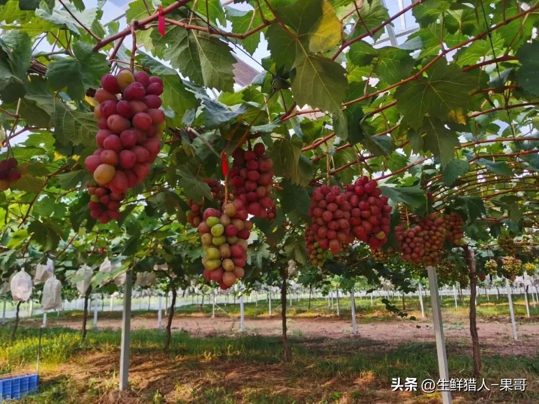 Queen Nina, romantic ruby, romantic red grape, who is the real king - iNEWS