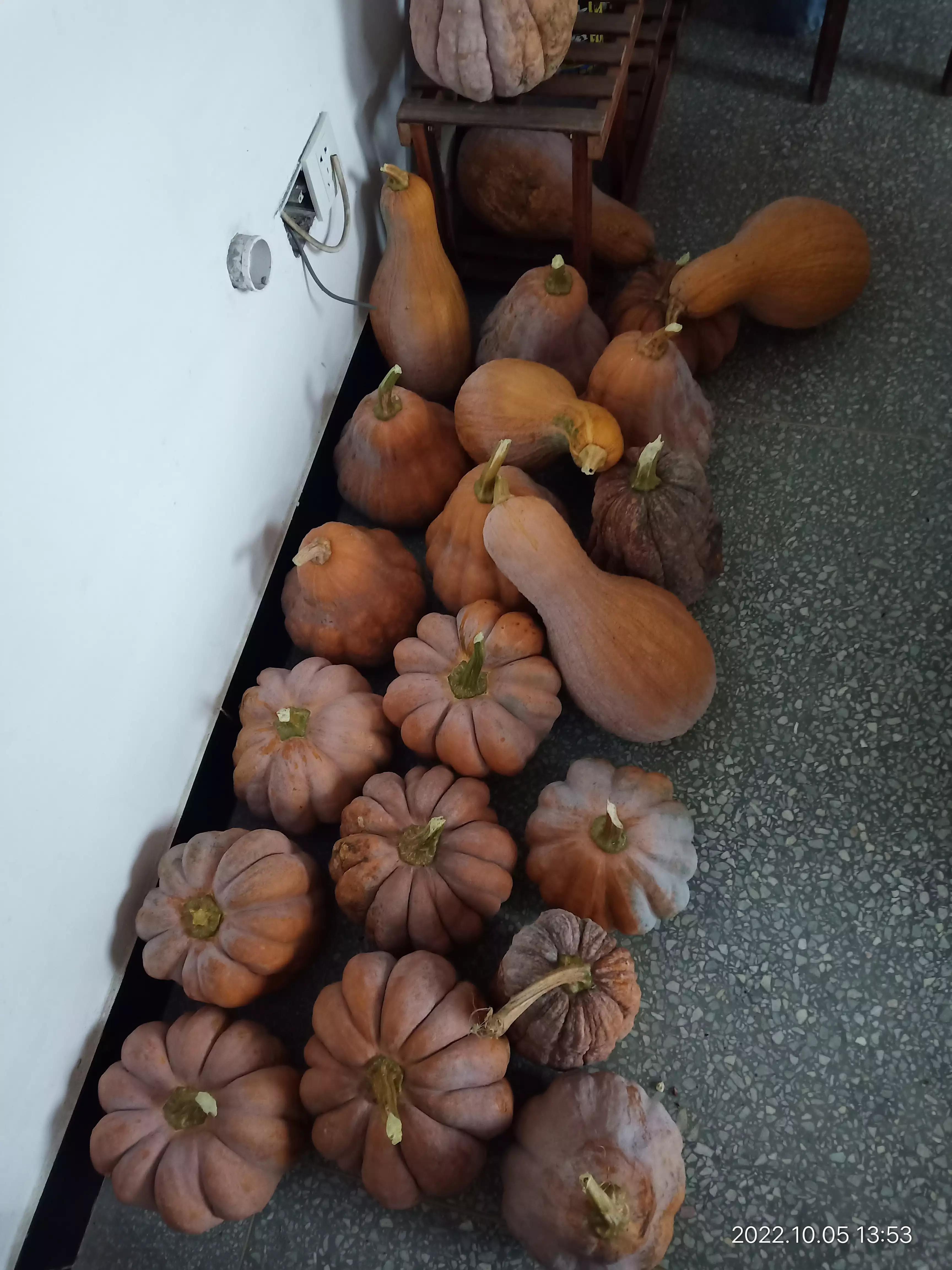 Learn to make dried pumpkin from an 80-year-old grandmother - iNEWS