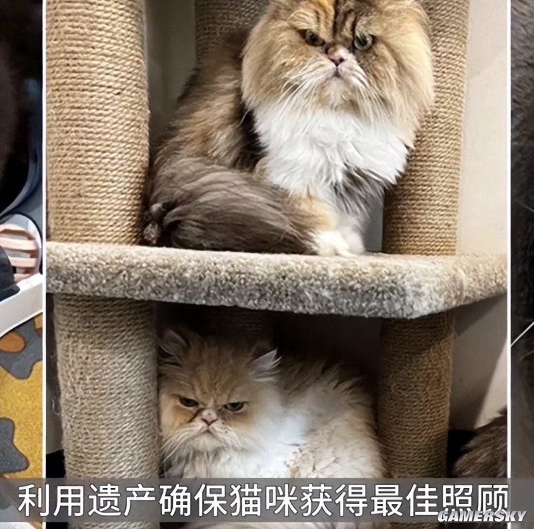 American woman dies, 7 cats inherit 2.17 million inheritance, hundreds ...