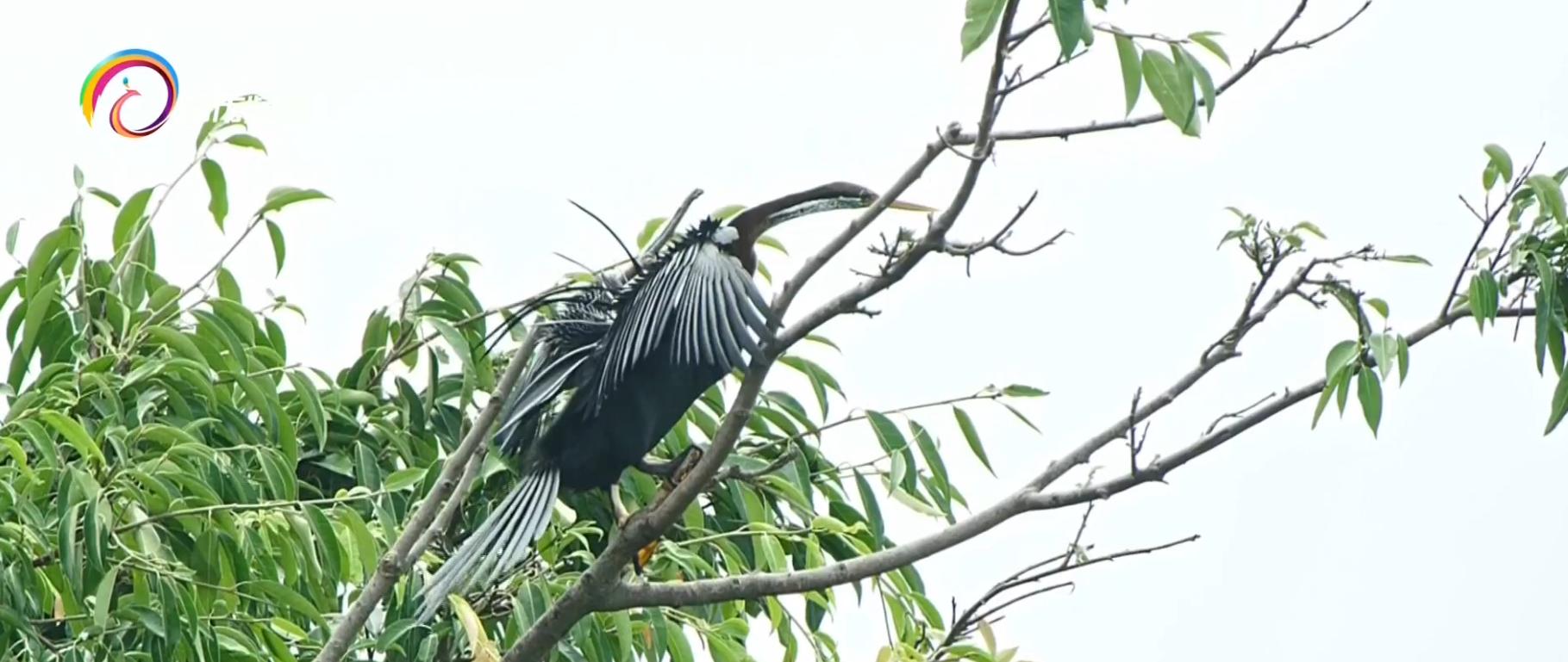 This kind of bird that swims in the water like a snake crawling is back ...