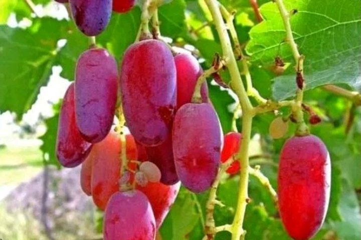 Eight grape poems, crystal clear and mellow, sweet and juicy, the best ...