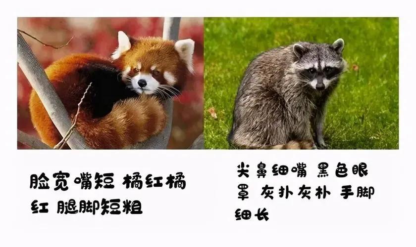 What is the difference between a red panda and a raccoon? - iNEWS