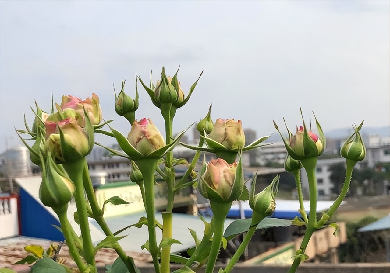 Rose seedlings grow flower buds, so you must be determined to do so, so ...