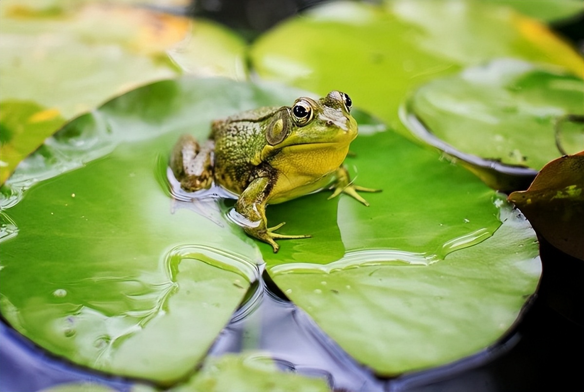 Why can flying frogs "fly"? - iMedia