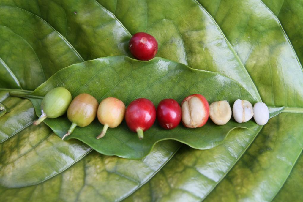 The Hitchhiker's Guide to Coffee Chapter 2 - Do you know Yunnan coffee ...
