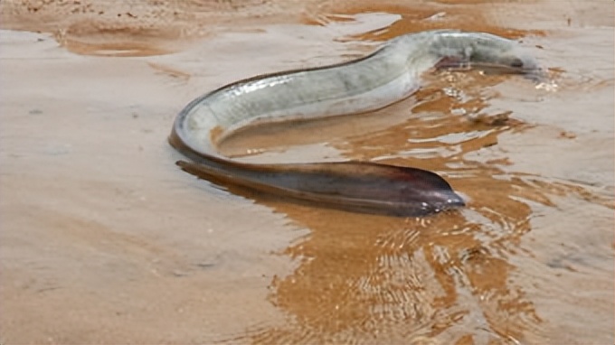 Eels are gender neutral!Reproduction without genitals is all about luck ...