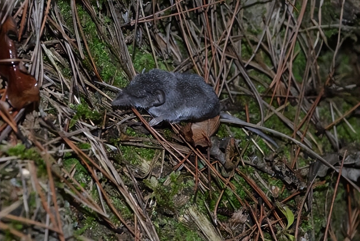 "Langya" or "Langya", how should the virus be named? - iNEWS