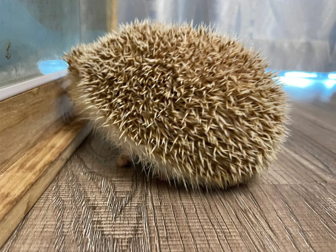 On the Behavioral Characteristics and Habits of Hedgehogs - iMedia