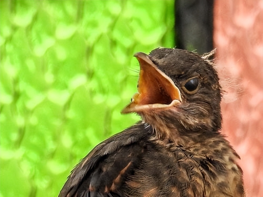 Why do birds lack teeth? - iNEWS