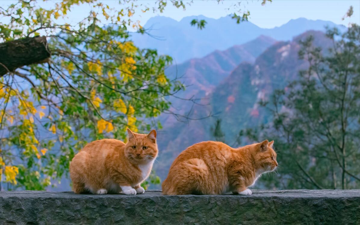 Why do cats "inbreed" with their mothers?After reading it, you won't be ...