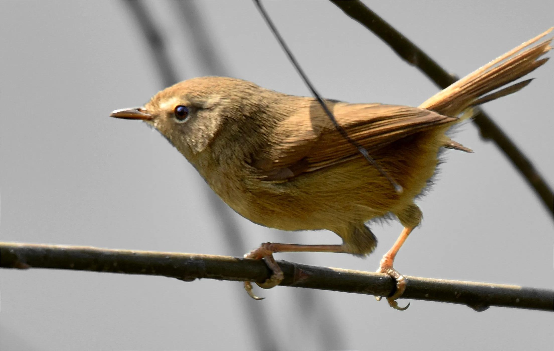 "Qing ~ Ming ~ Drunk" - iNEWS