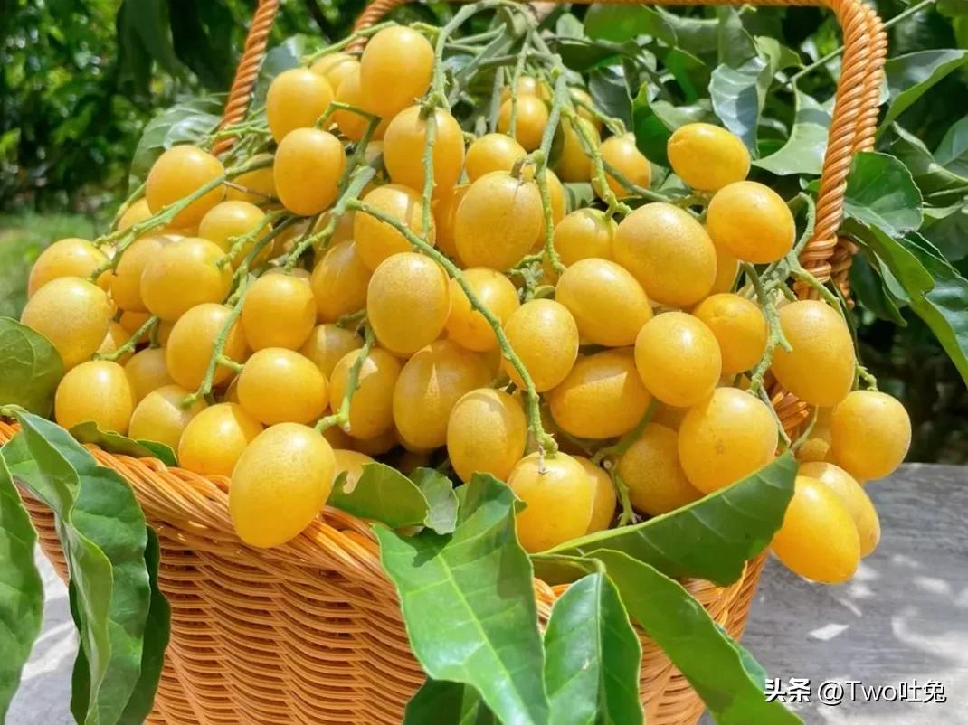 Known as the "king of fruits", the wampee fruit is not only a delicacy ...