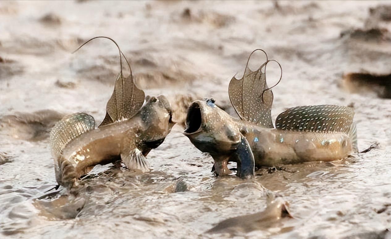 A fish that has lived for 300 million years, a fish that can run, jump ...