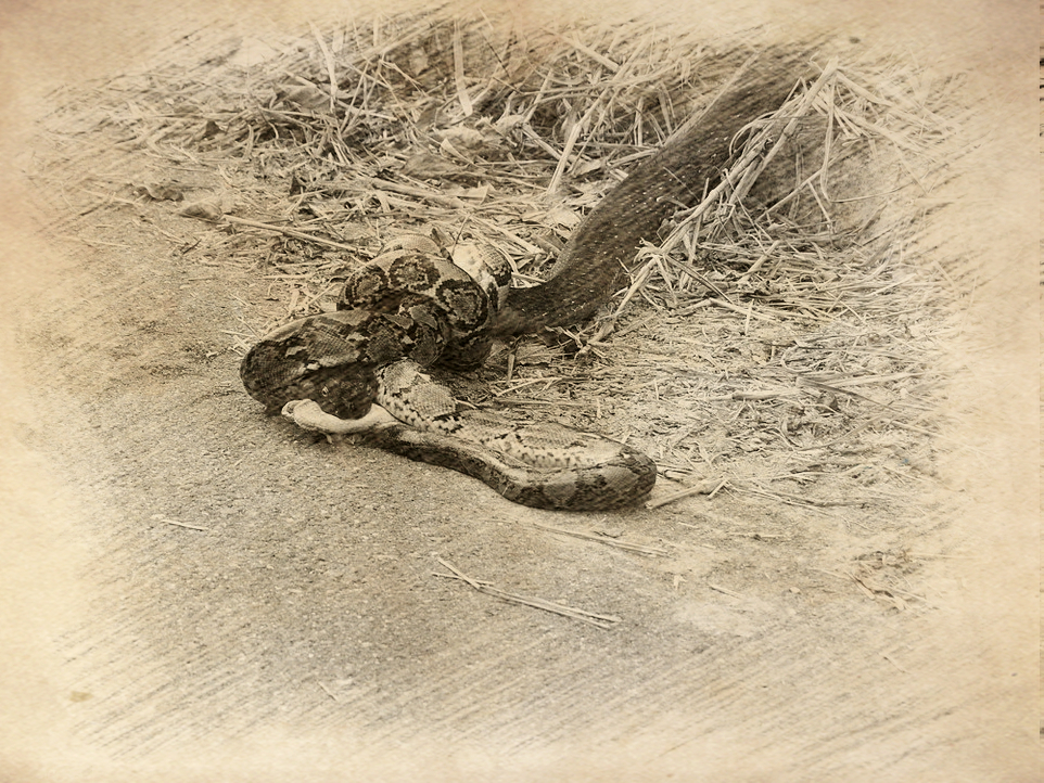 Thailand's "king snake" decisive battle: the python twists the king ...