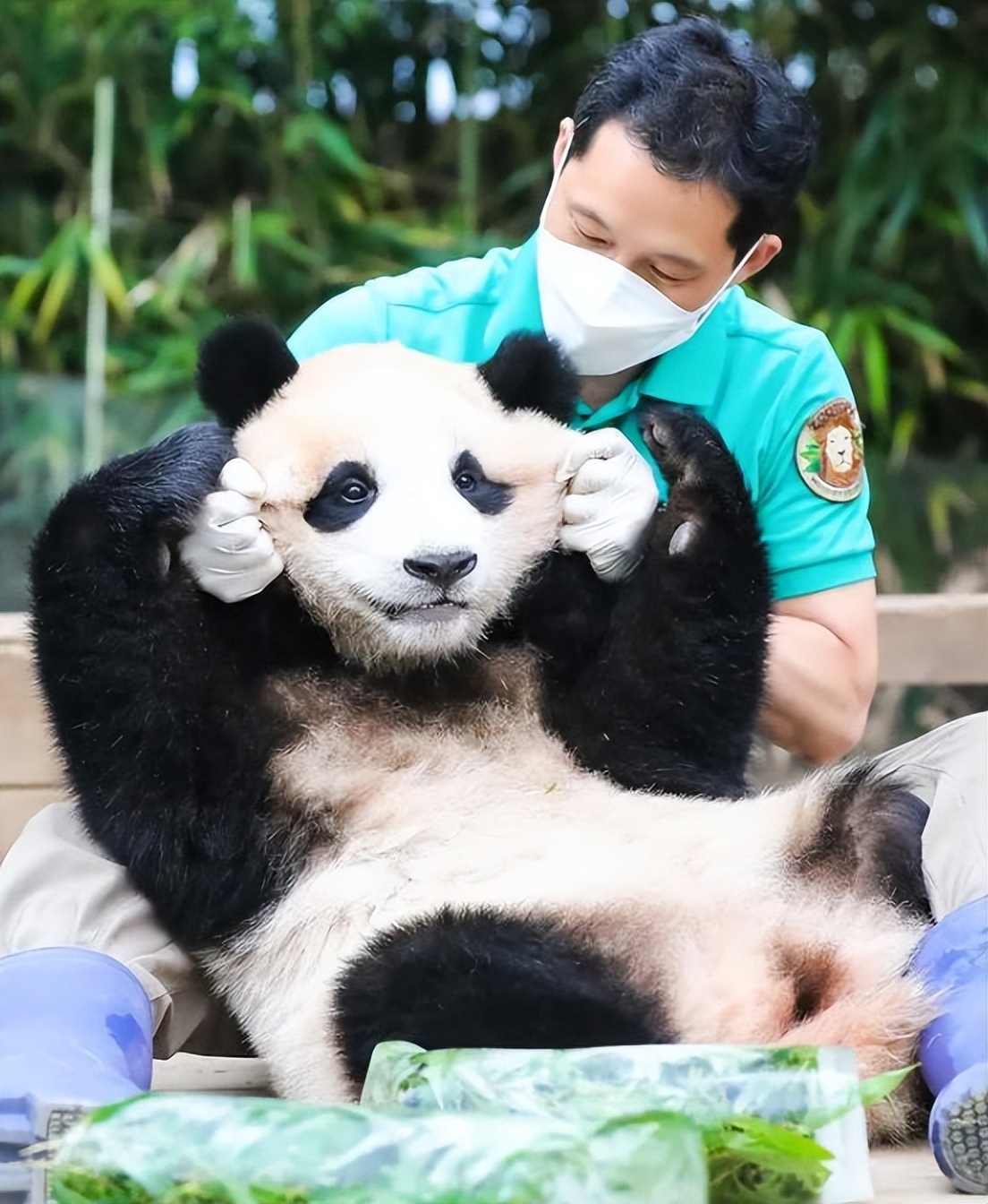 Panda Yaya arrived in Shanghai. The reporter revealed that the bamboo ...