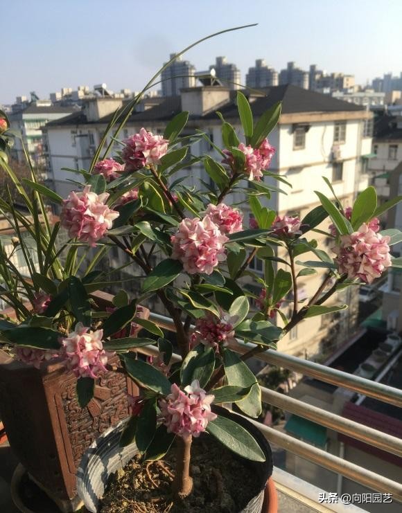 What kind of flowers are suitable for growing flowers in autumn?Phnom ...