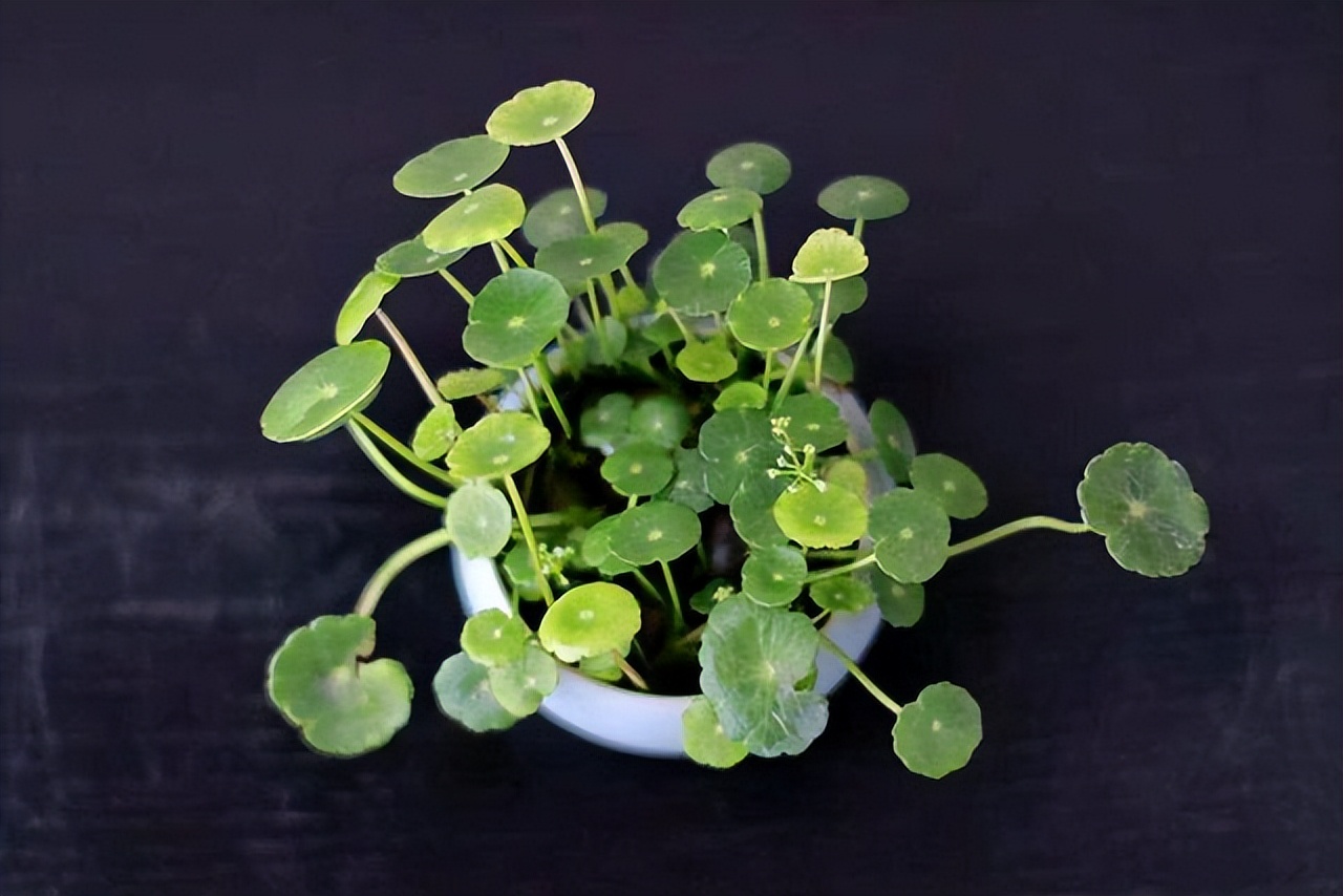 Want to raise the "beauty" of copper coin grass?The formula is "1 more ...