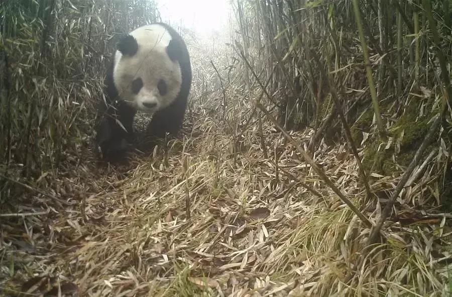 Why do captive pandas use artificial insemination instead of natural ...