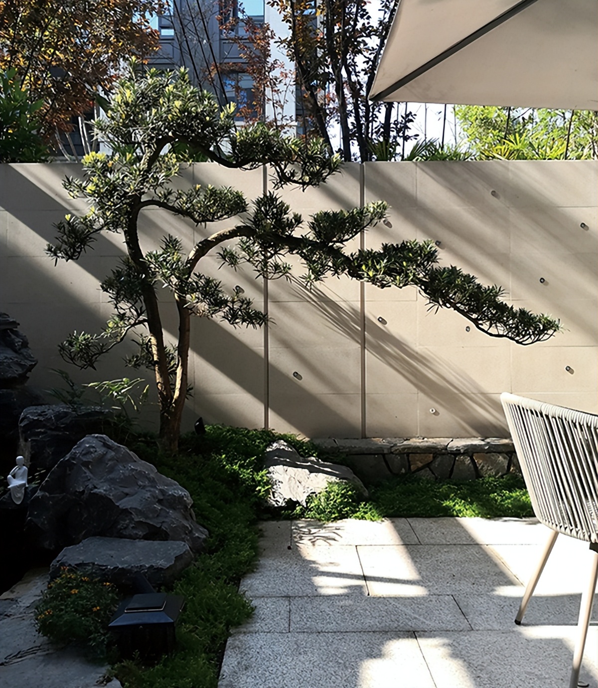 Junchi Garden tells you what to pay attention to when arranging trees ...