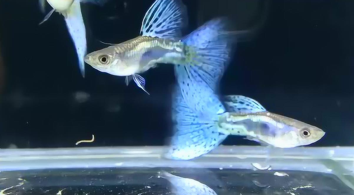 Fish yawn too, and yawning has many benefits for them - iMedia