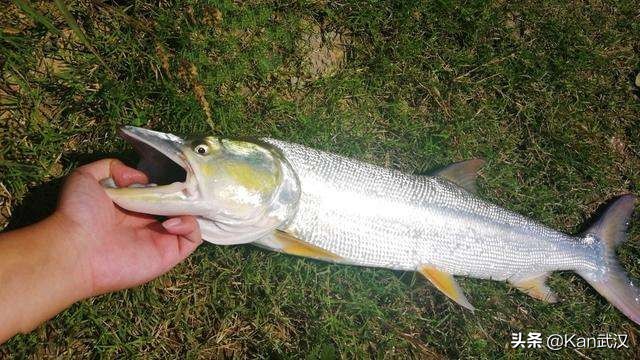 Good news: these precious fish in the Yangtze River are still there - iNEWS