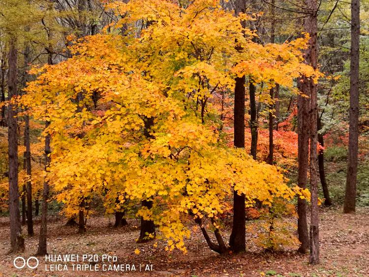 The red maple leaves in Benxi, the beautiful scenery is intoxicating ...