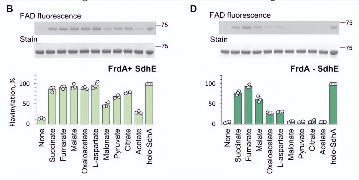 Exploring the role of assembly factors in enhancing the covalent ...