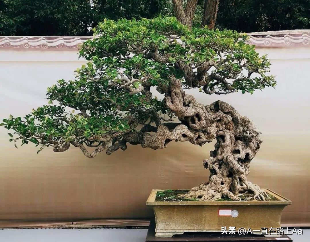 The "old" and "thin" of bonsai - iMedia