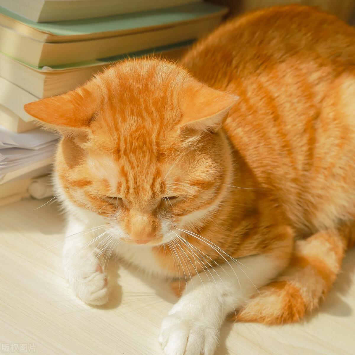 Mysterious cold knowledge: ten interesting facts about cats that you ...