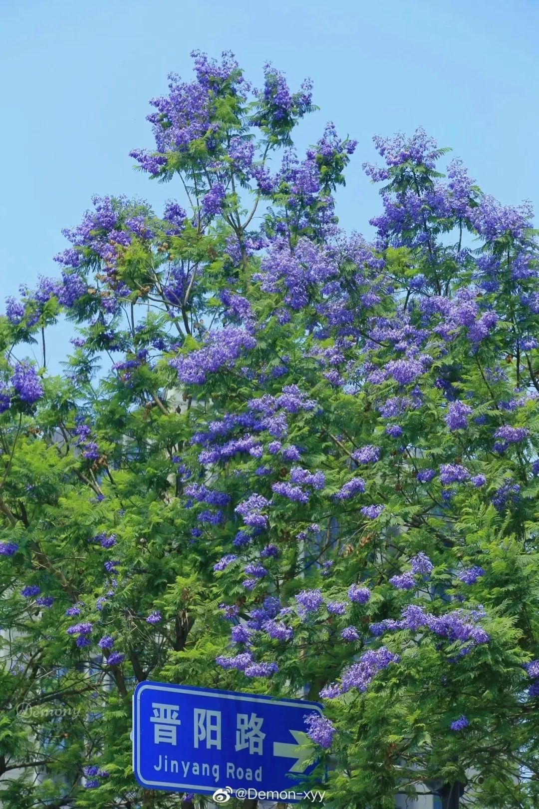 Beautiful! The "blue" friends of Chengdu people know romance! - iNEWS