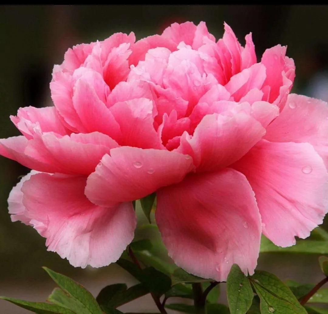 Song of Peony - Jiang Lili - iNEWS