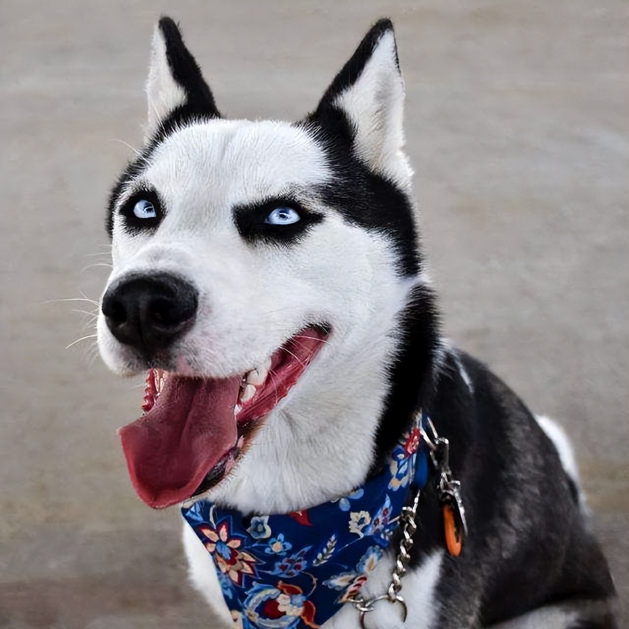Why is "Husky" said to be the most "silly" dog? - iNEWS