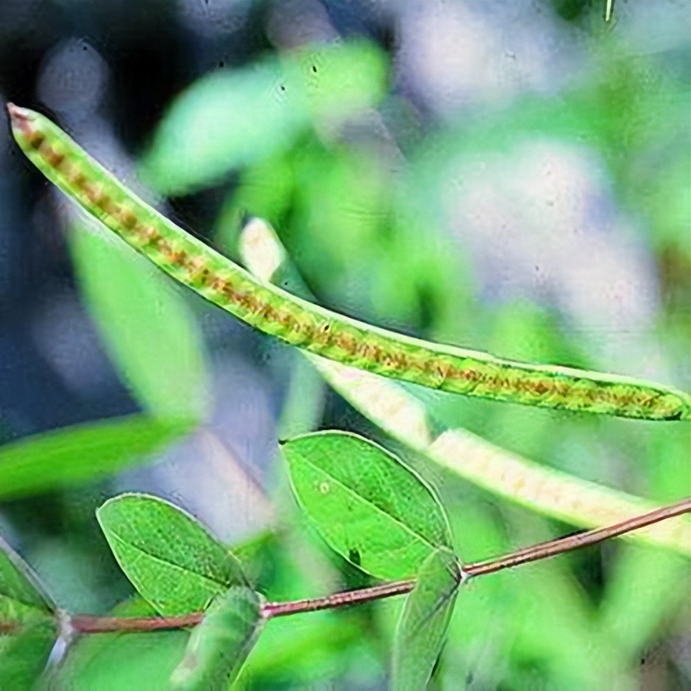 This plant, which is helpful for snake bites, turns out to be a raw ...