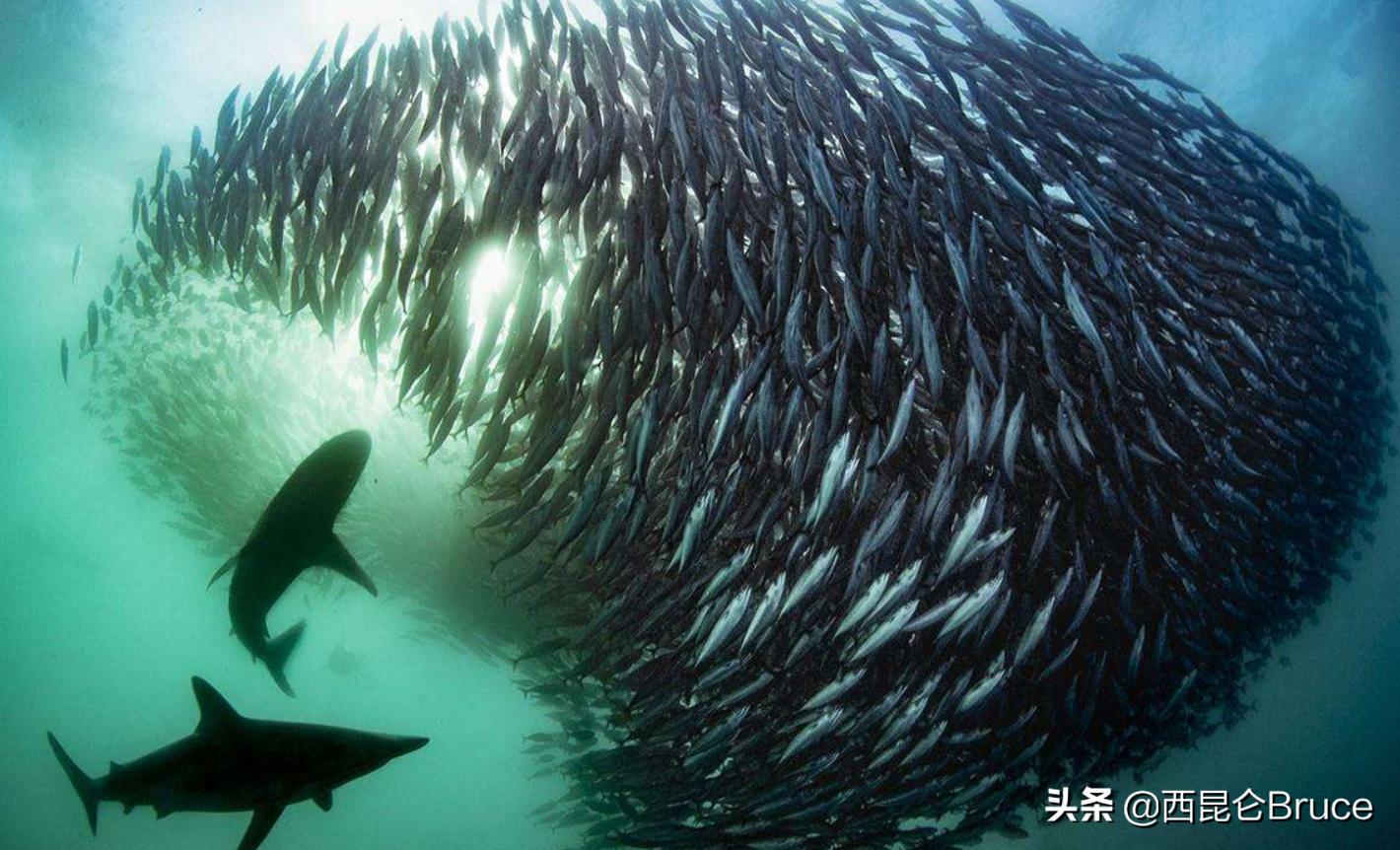 A large number of dead sardines were found in Hokkaido, Japan ...