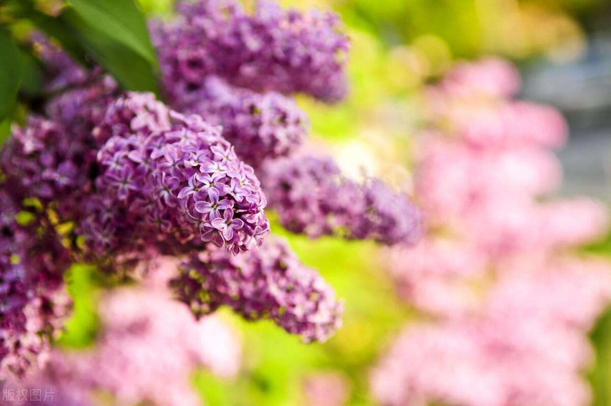 What are the pests and diseases of lilac - iMedia