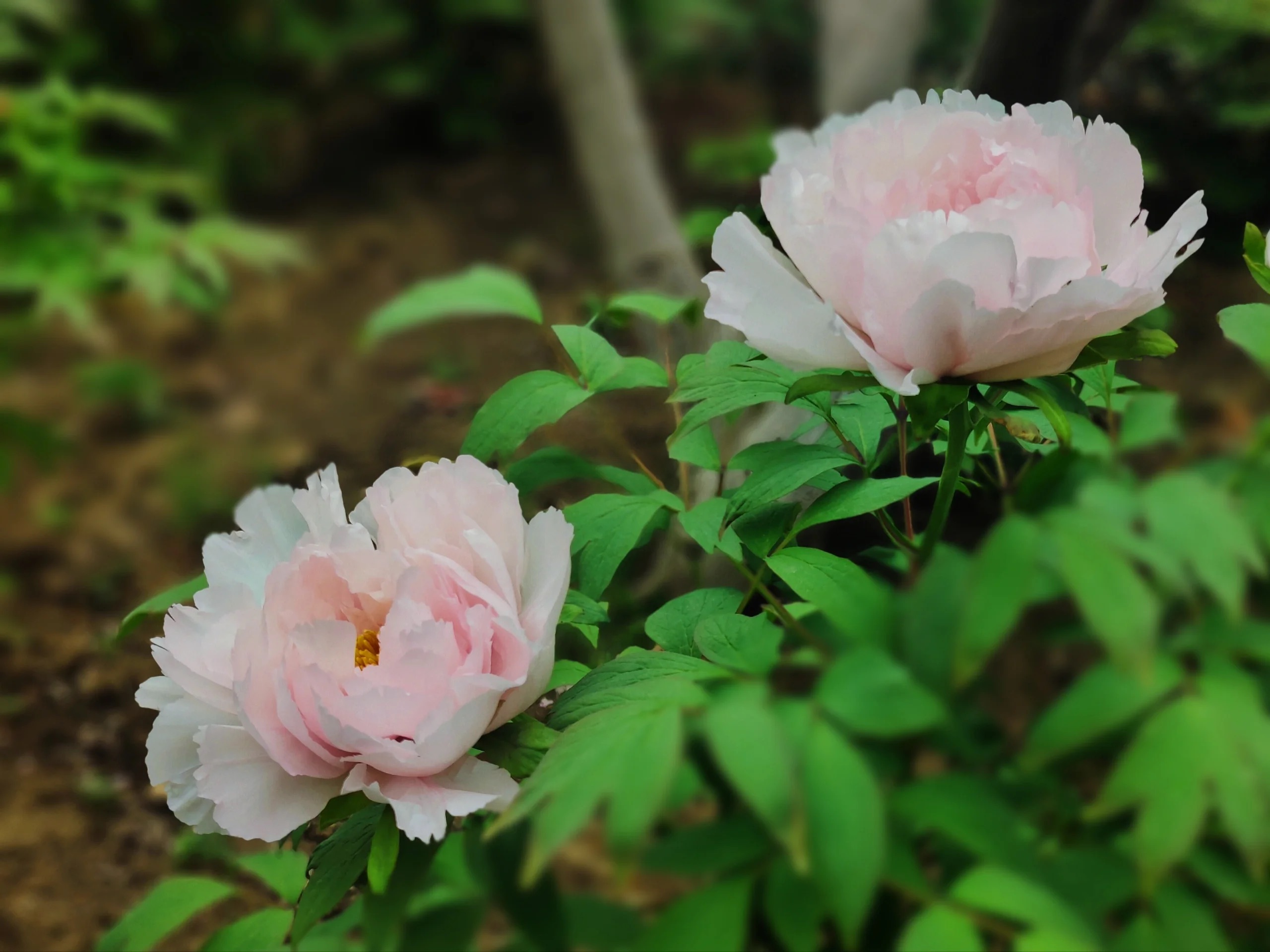 The peony of the king of flowers really lives up to its reputation - iNEWS