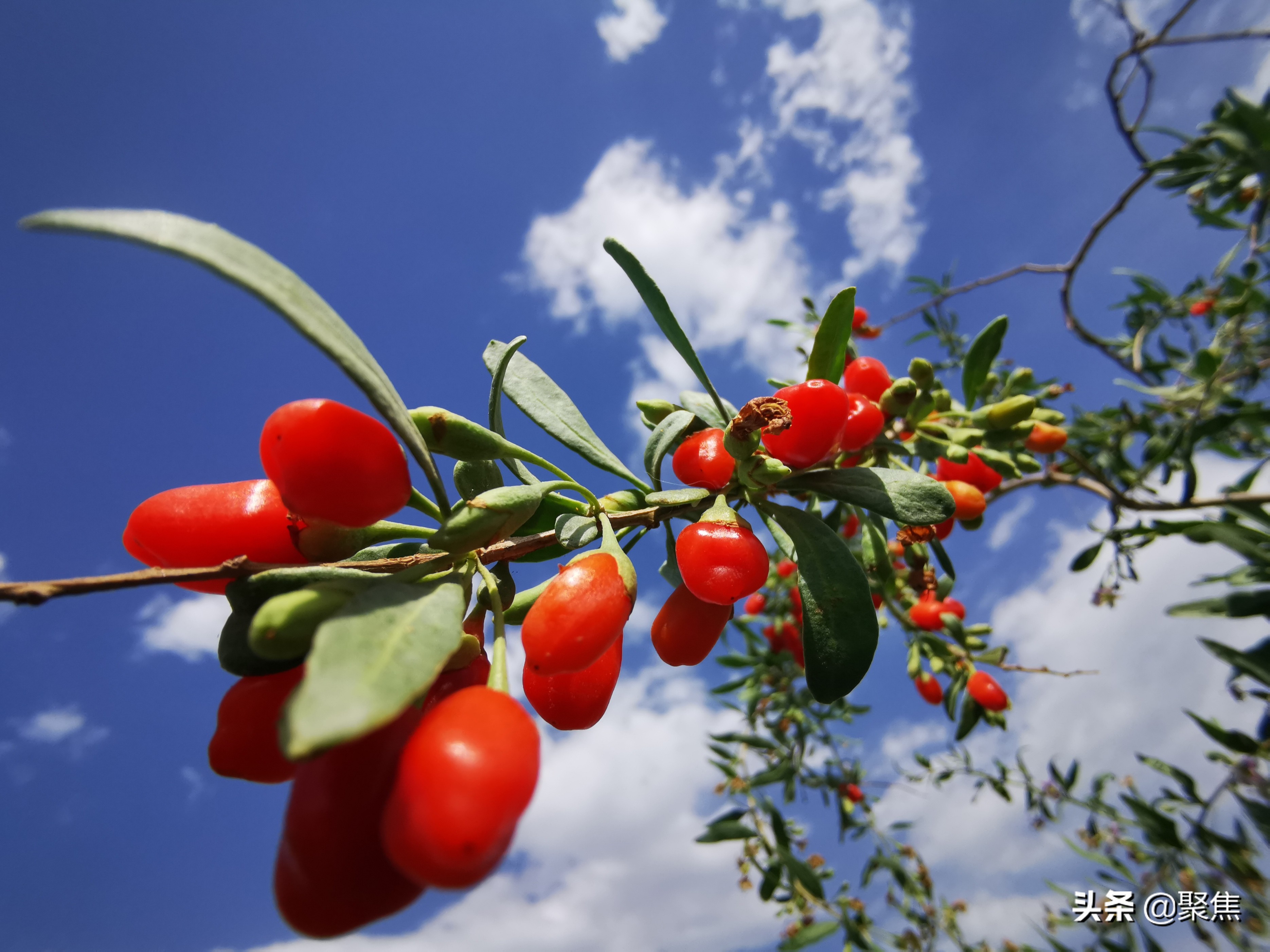 Ningxia wolfberry is red - iNEWS
