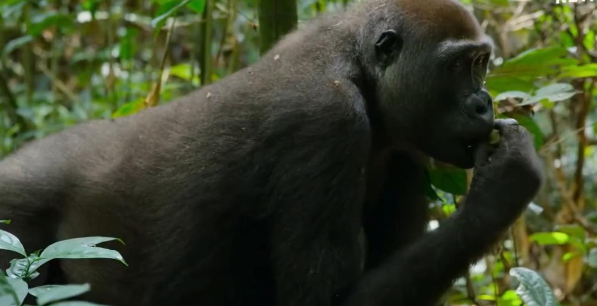 Exploring the life of tropical jungle gorillas, what do they eat?Why ...