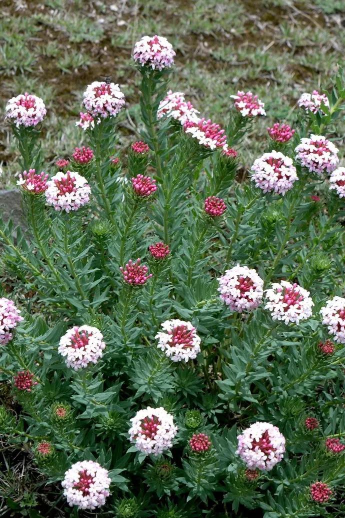 Wolf Poison Flower, although the flower is beautiful, it is poisonous ...