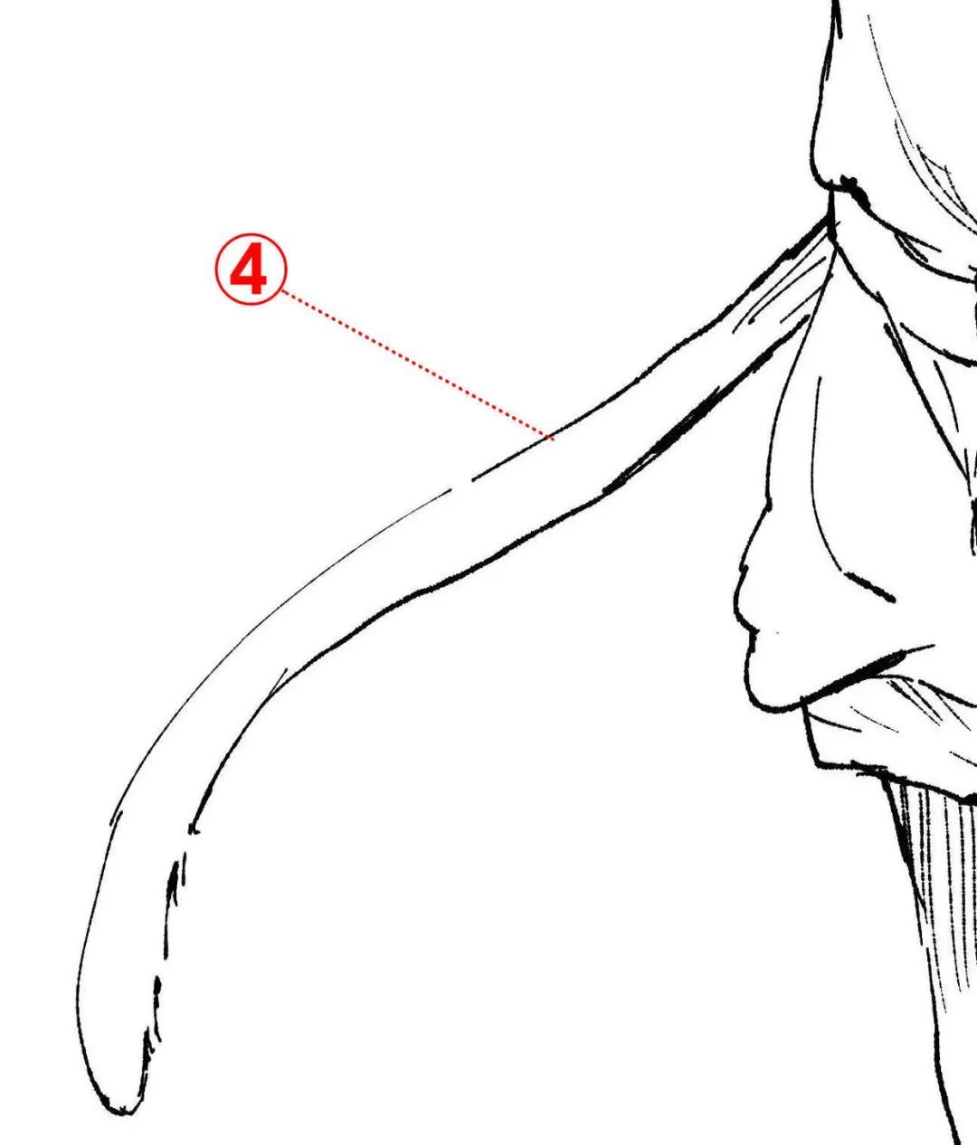 How to draw cat ears? - iNEWS