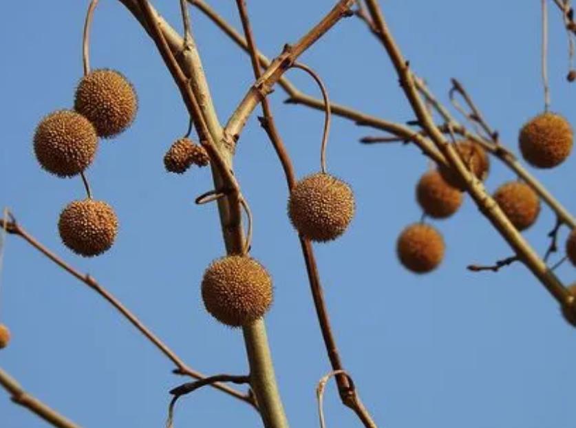 Lament: Everyone knows about the French plane tree, but few people know ...