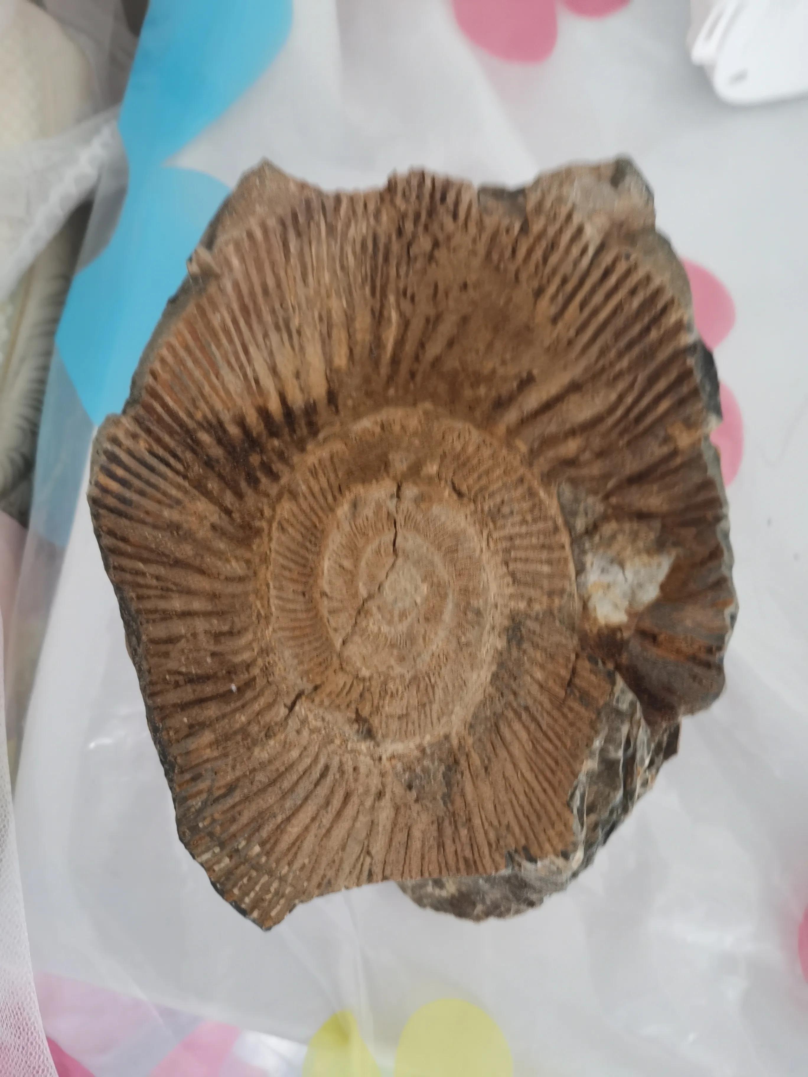 Ammonite Fossils: Sea World Fossils From Mount Everest - iNEWS